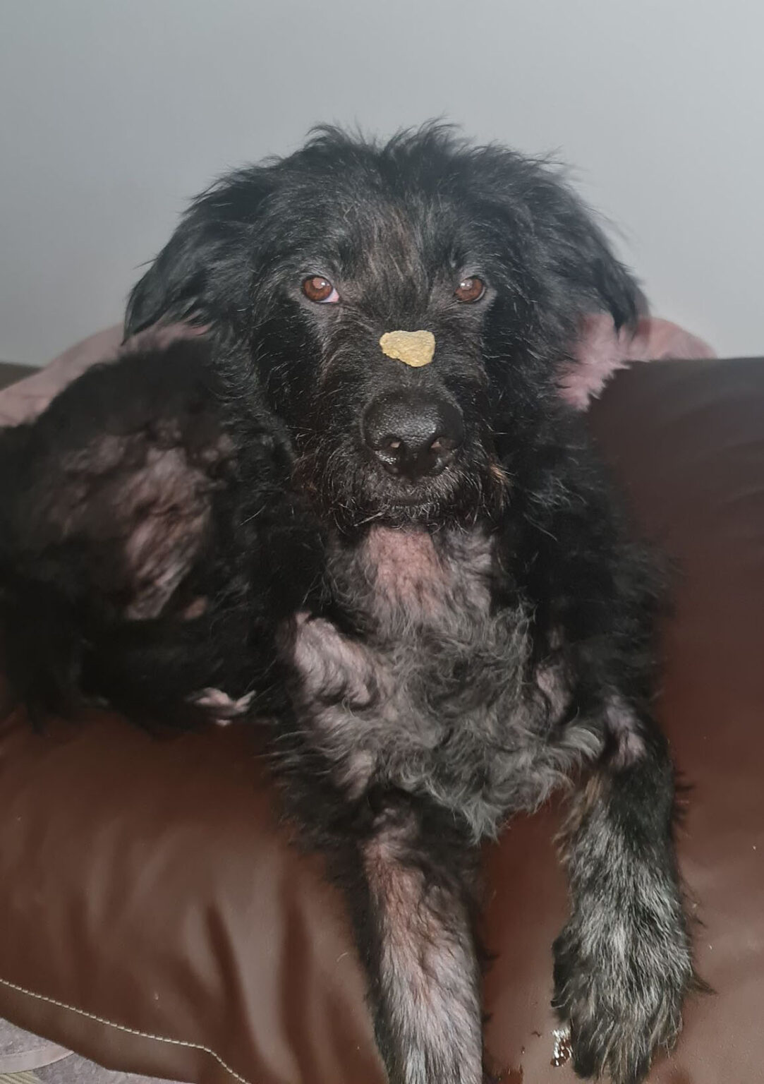 Erfahrungsbericht: Hund Raven – Humanvetpet